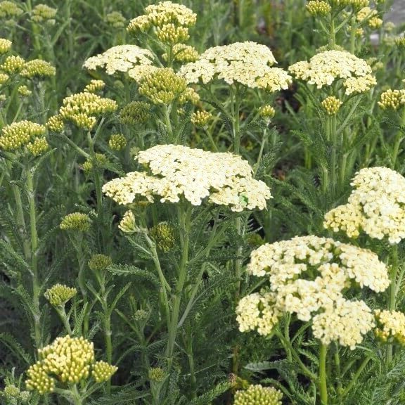 Achillea millefolium 'Rainbow Creme de la Creme'